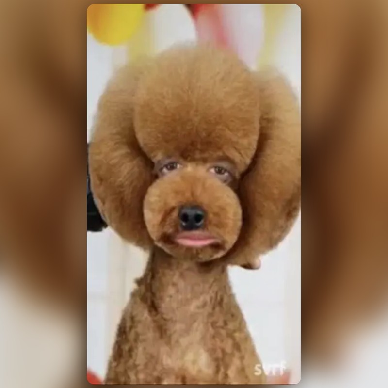 Poodle Dog Meme Lens by svrf - Snapchat Lenses and Filters