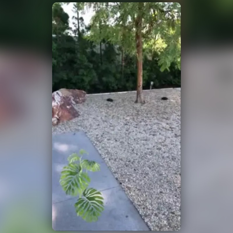 aesthetic leaf Lens by Van Van - Snapchat Lenses and Filters