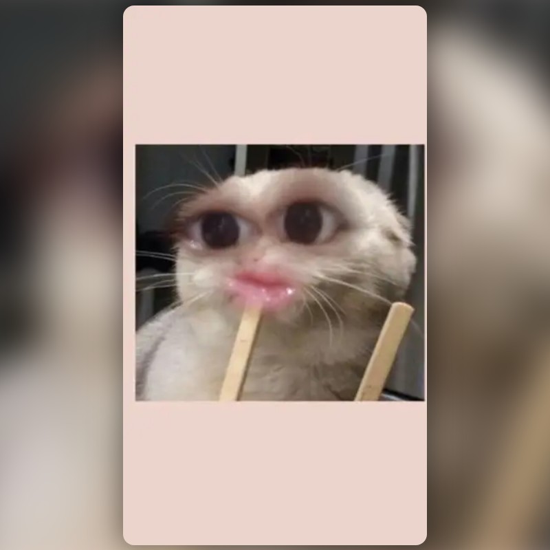 pout kitten Lens by Alysha A - Snapchat Lenses and Filters