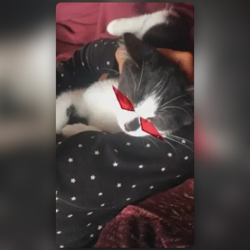 cool cat Lens by Jericho - Snapchat Lenses and Filters