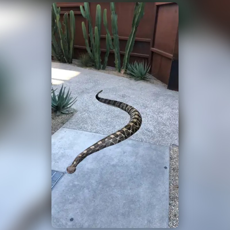 Snake 3d Lens by Dinesh Kapila - Snapchat Lenses and Filters