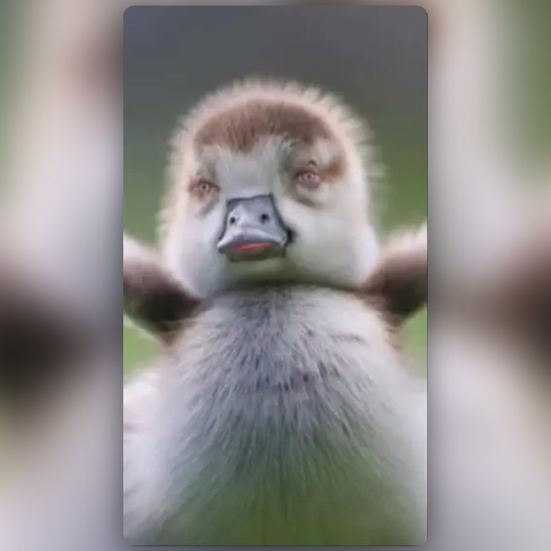 LITTLE DUCK FACE Lens by Cem Alkan 🕷️ - Snapchat Lenses and Filters