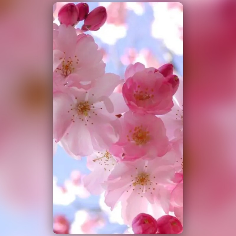 flower Lens by ام ريتاج - Snapchat Lenses and Filters