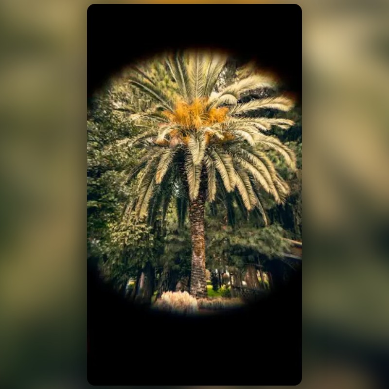 Fish-eye video Lens by Snapchat - Snapchat Lenses and Filters