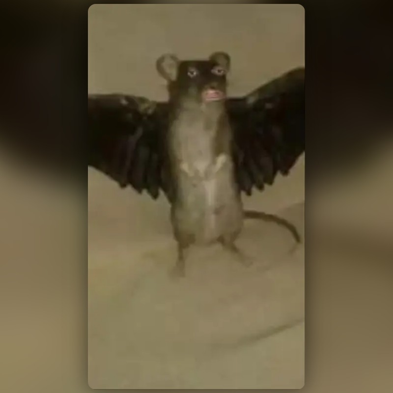 cursed rat Lens by ⛤ U NEVER HAD WINGS ⛧ - Snapchat Lenses and Filters