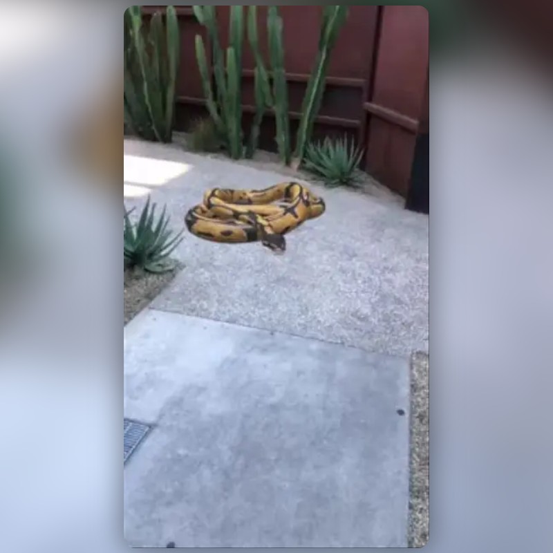 Snake 3D Lens by A͏rmeen | ئارمین 🖥️ - Snapchat Lenses and Filters