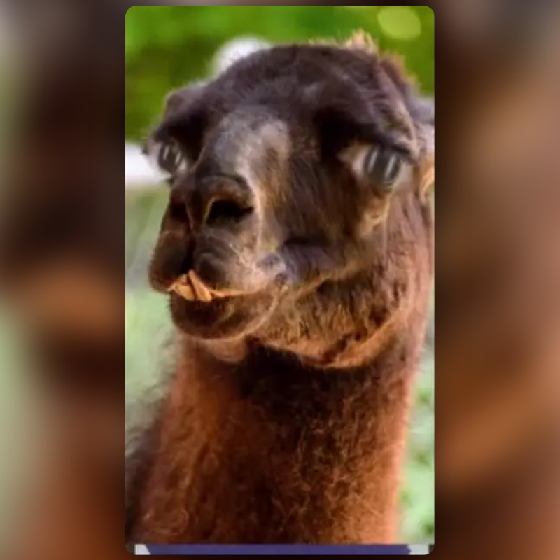 Funny llama Face Lens by 𝒶𝓅𝓅𝓁ℯ🦋 - Snapchat Lenses and Filters