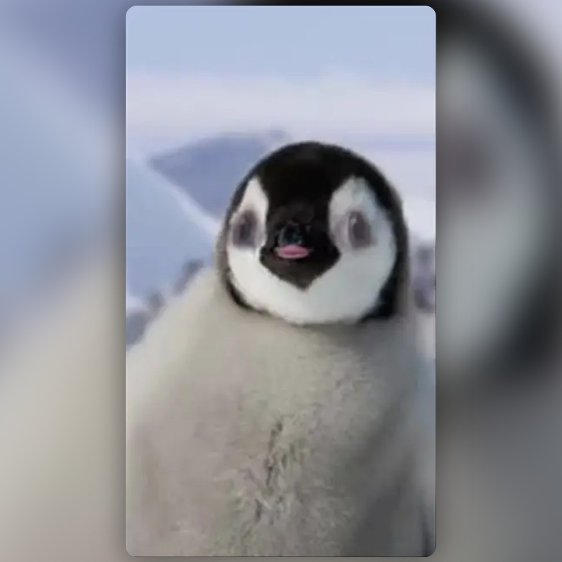 Jess the Penguin Lens by Kyle Lightning - Snapchat Lenses and Filters
