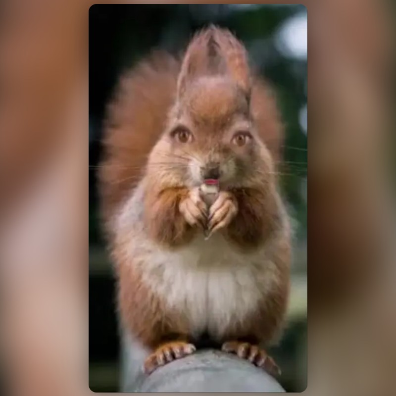 chubby squirrel Lens by Queeny - Snapchat Lenses and Filters