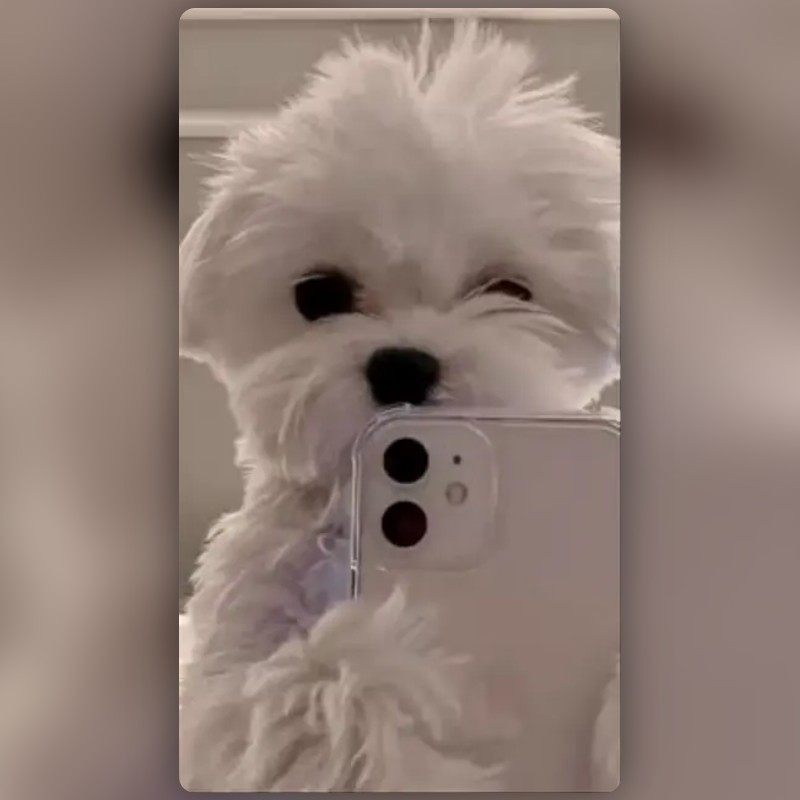 Dog Selfie Lens by Under 25 Carol D'silva - Snapchat Lenses and Filters