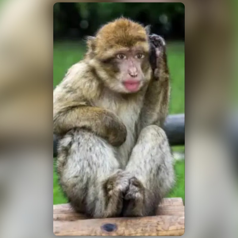 Monkey Confuse Lens by Lentera - Snapchat Lenses and Filters