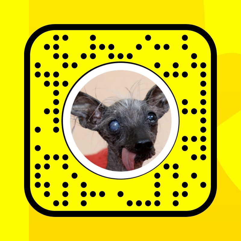 sick dog face mask Filter by Maddie 🤍 | Snapchat Lenses