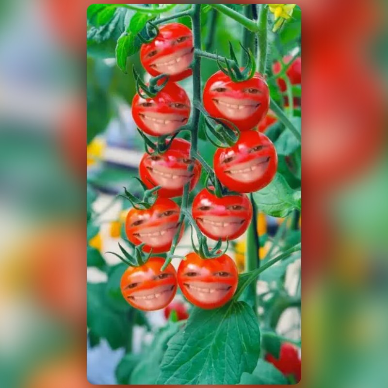 Cherry Tomatoes Filter by Snapchat | Snapchat Lenses