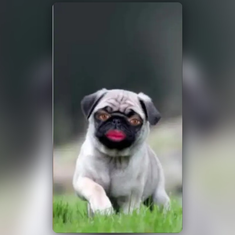 Cute Pug Dog Talk Filter by Sunny Bahadurpuria🎥 | Snapchat Lenses