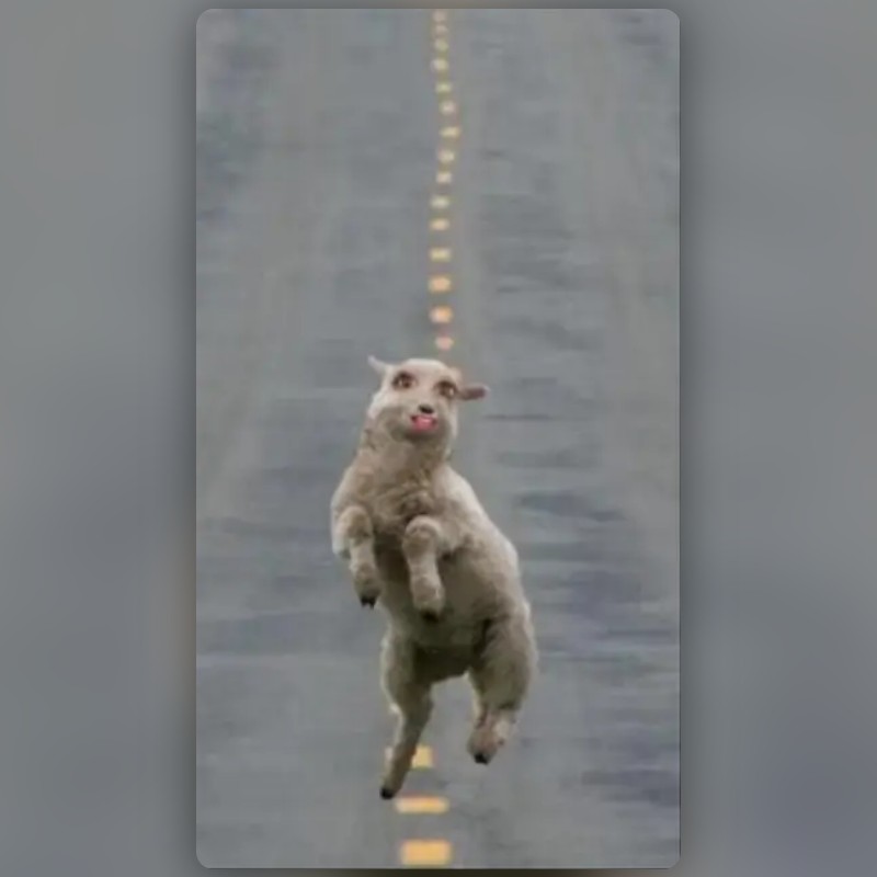 Sheep Face Lens by IQ🔥 - Snapchat Lenses and Filters