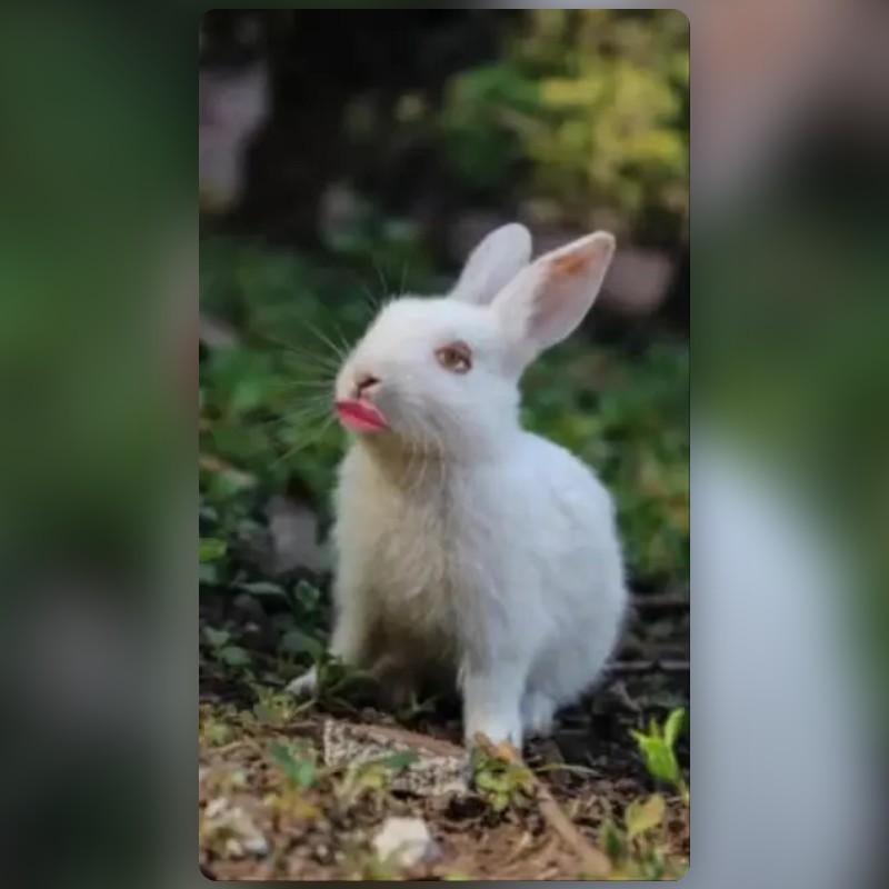 Bunny rabbit Lens by Queennie M - Snapchat Lenses and Filters