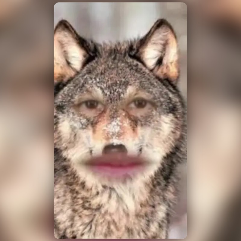 Wolf talking face Filter by Triggzs | Snapchat Lenses