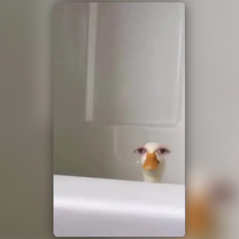 Duck Stalking Lens by Wholesome Meme - Snapchat Lenses and Filters