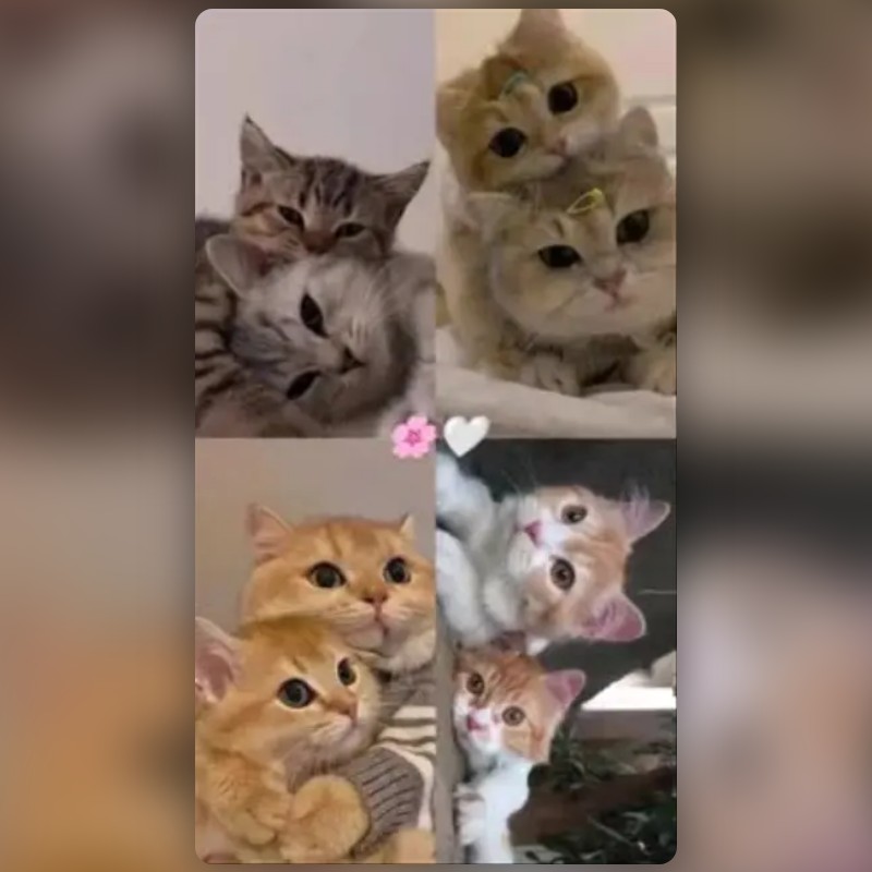 cute cats Filter by Nitin Rai ️ | Snapchat Lenses